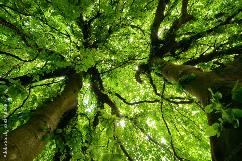 Worms eye view of two beautiful trees and their canopy with vibrant ...