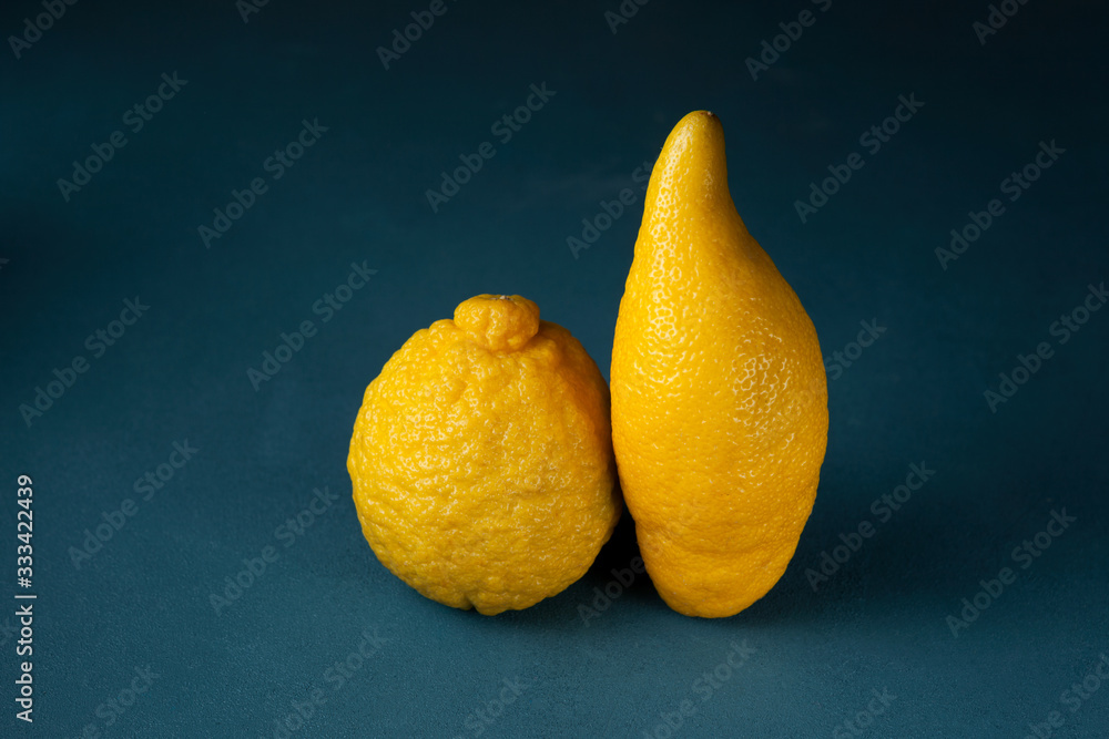 Two ugly lemons in a row on a dark blue textured background. Lumpy and ...