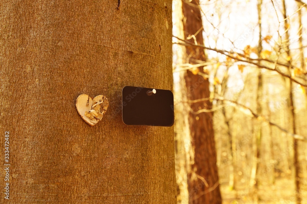 natural funeral in woodland, Grave in the forest, Natural burial grave ...