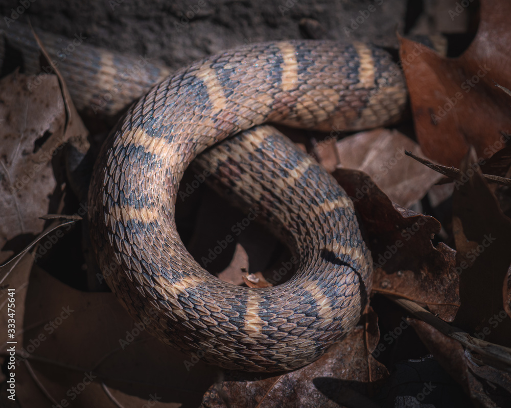 Rat snake markings Stock Photo | Adobe Stock