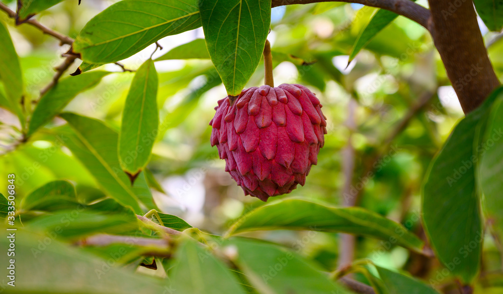 Atemoya Tree