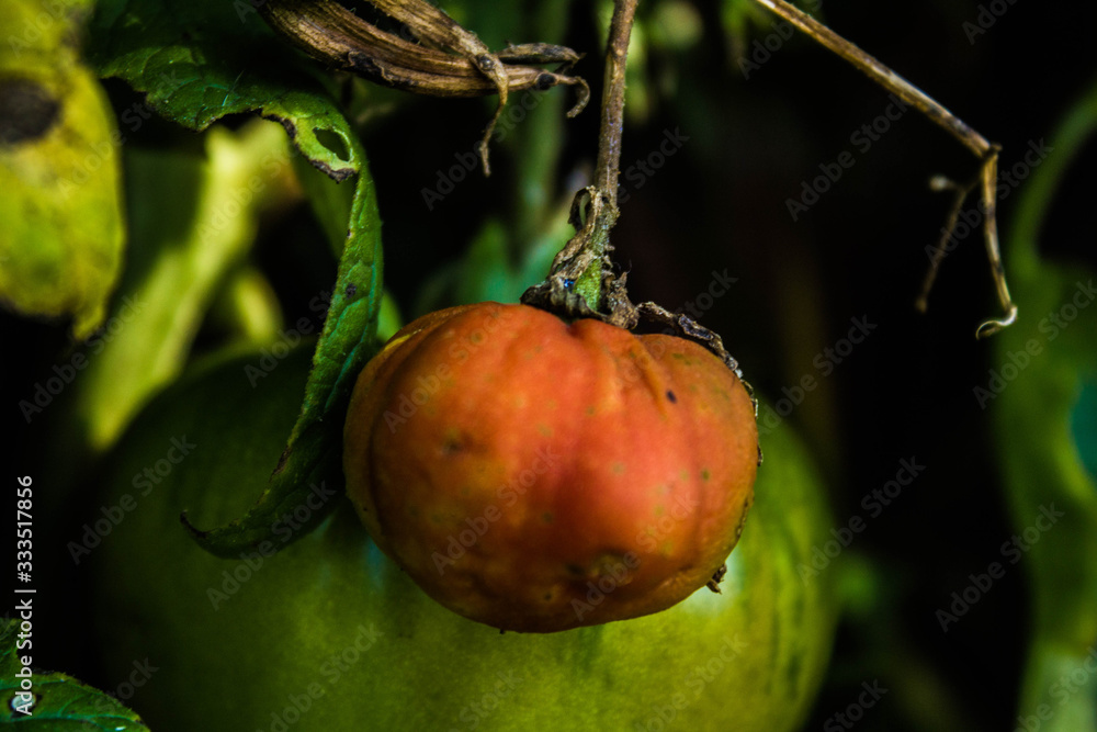 planta de tomate con tomate marchito Stock Photo | Adobe Stock