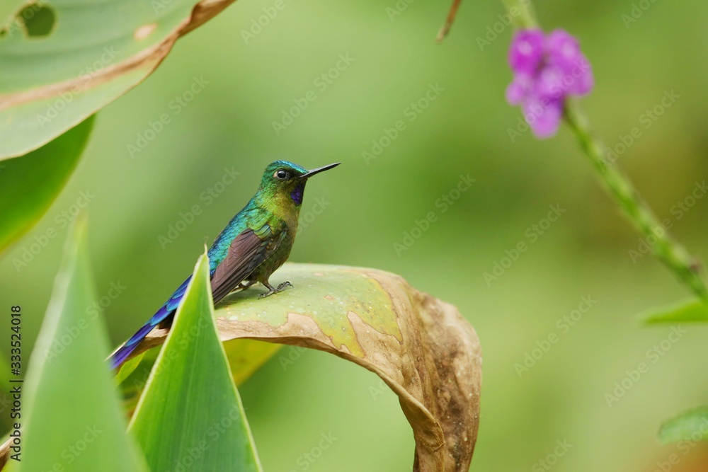 Best hummingbird in Costa Rica. Wildlife scene from nature ...