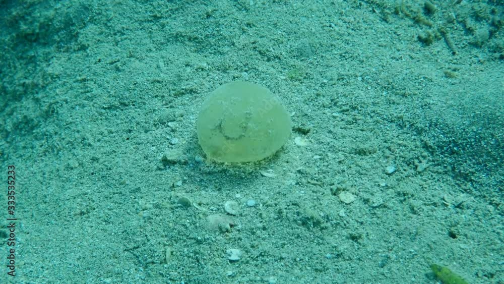 Jelly Like Eggs On Sendy Bottom Protective Sheath Of Eggs Lugworm Arenicola Marina Attached To