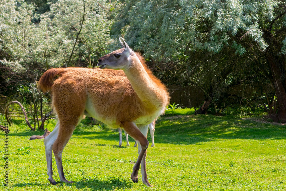 Adult guanaco full body in green environment Stock Photo | Adobe Stock