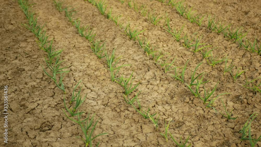 Vídeo do Stock: Very drought dry field land leaves garlic Allium cepa ...