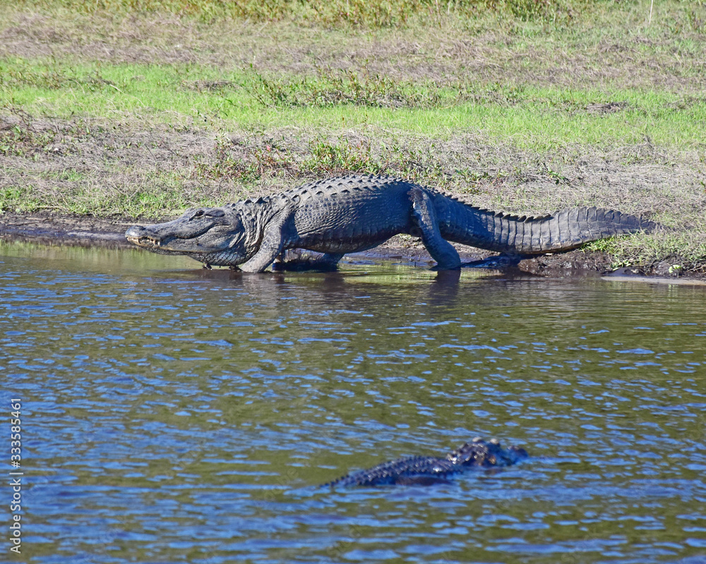 Florida's apex predator and state reptile the alligator demonstrates ...