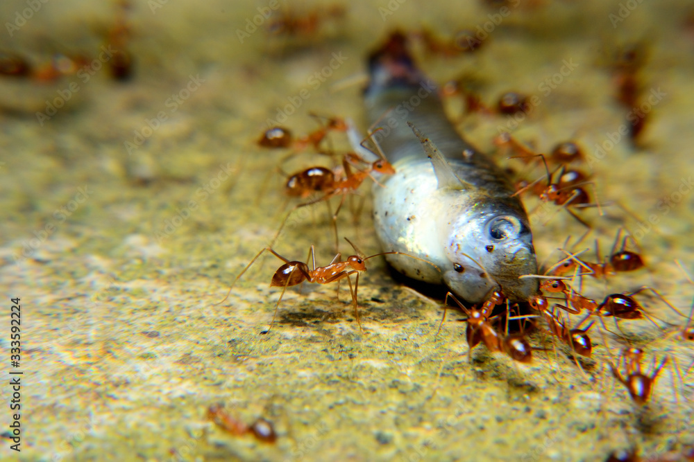 Ant Activity bit a fish, Oecophylla smaragdina is a colony of ants ...