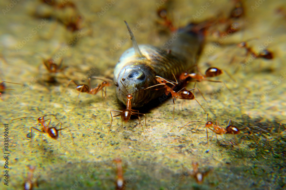 Ant Activity bit a fish, Oecophylla smaragdina is a colony of ants ...