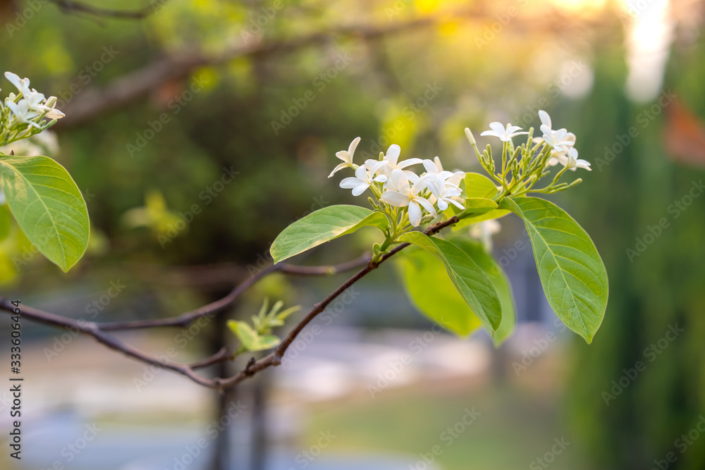 Holarrhena pubescens tree, useful Tropical Plants in nature. Stock ...
