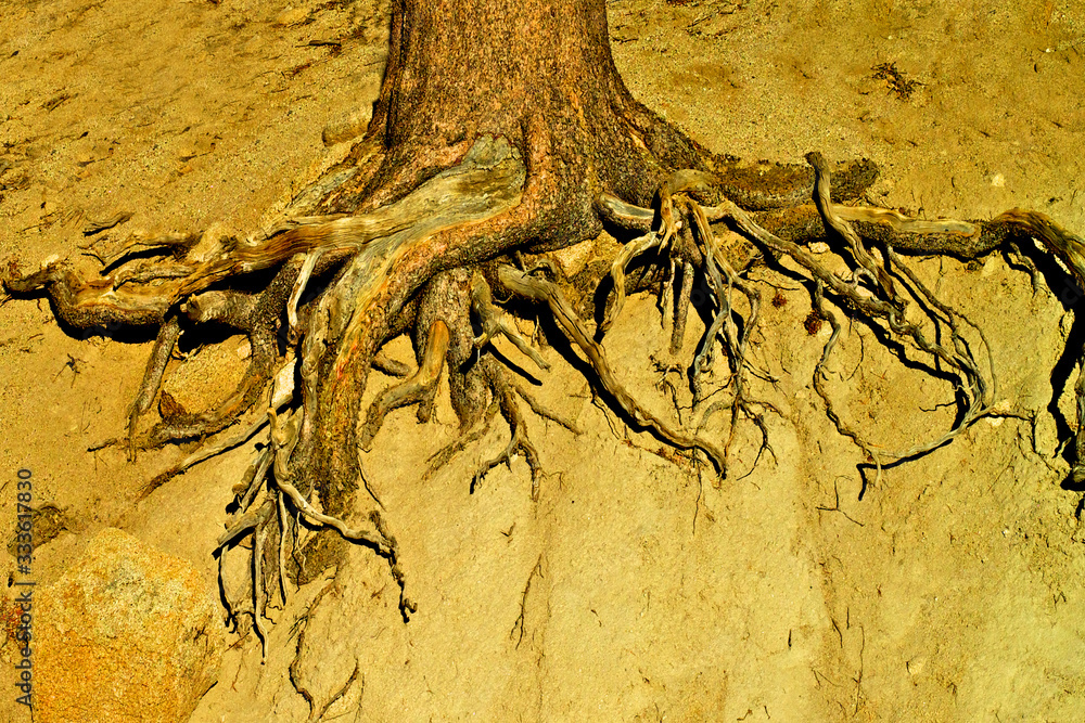 Exposed lateral tree root abstract. Erosion exposes tree root geometry ...