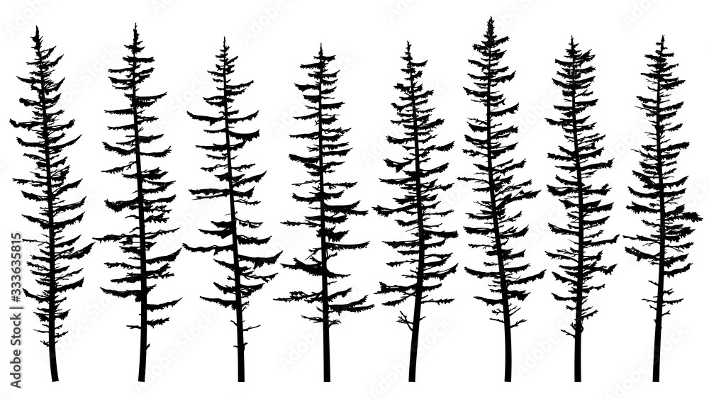 Set of vector silhouettes of tall spruce tree with broken and sparse ...