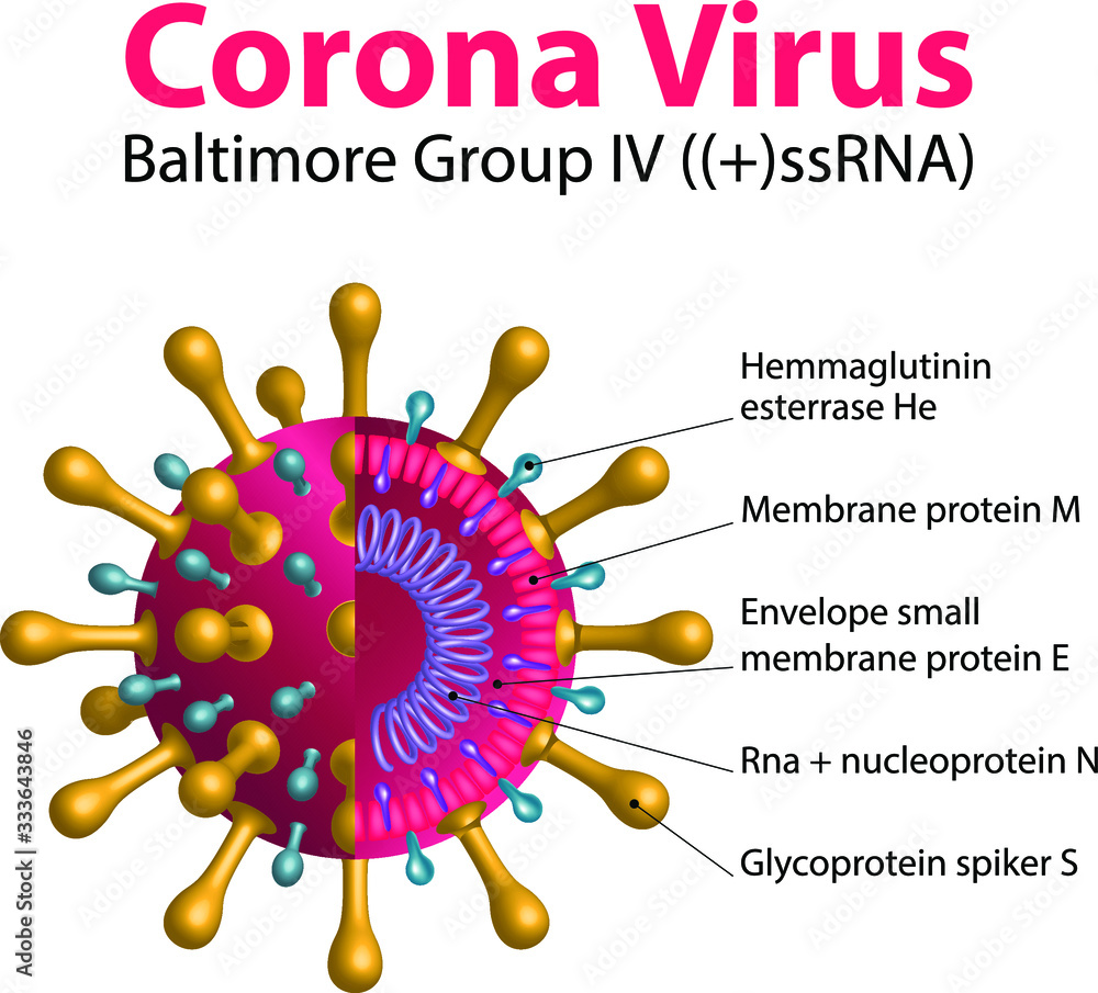 Vetor de COVID-19. Corona Virus. cross section of virion of Coronavirus ...