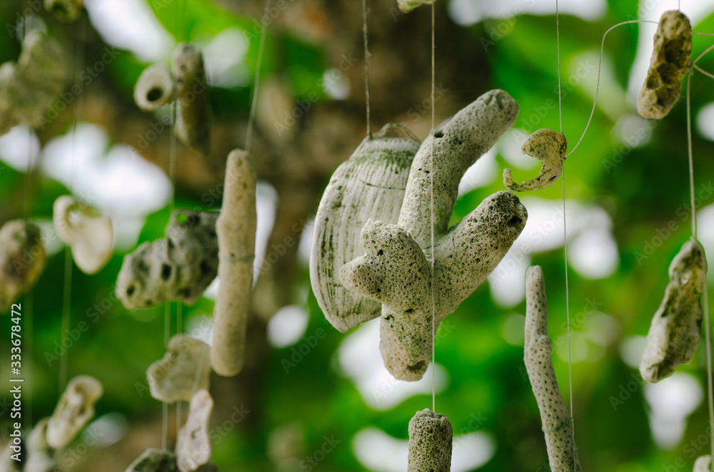 Coral hanging a tree on the beach at against beautiful nature of Nipah ...