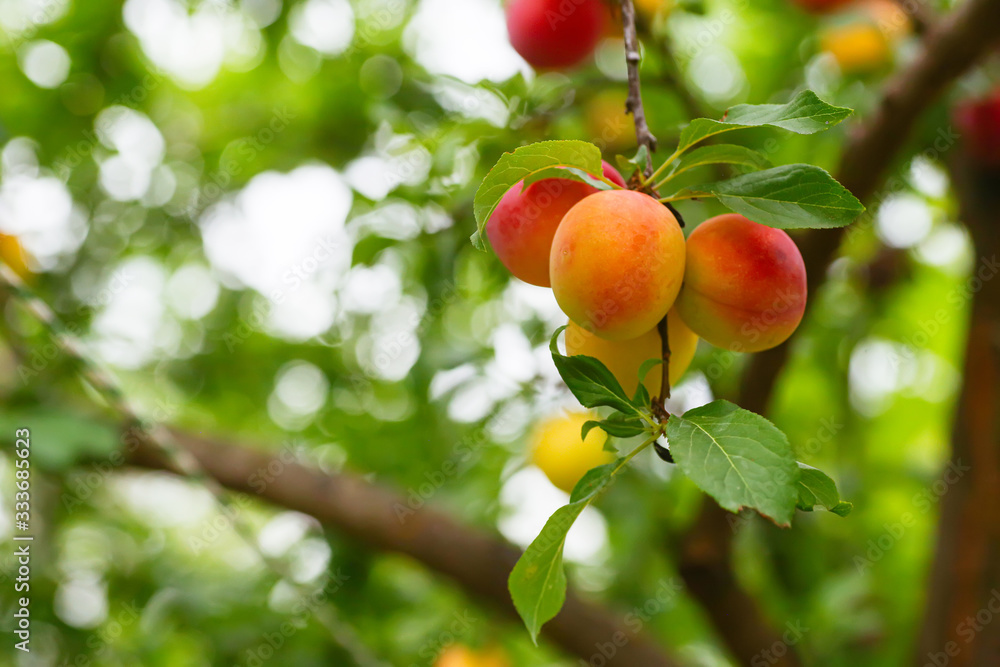 Cherry plum or Myrobalan Prunus cerasifera Yellow ripe drupe, stone ...
