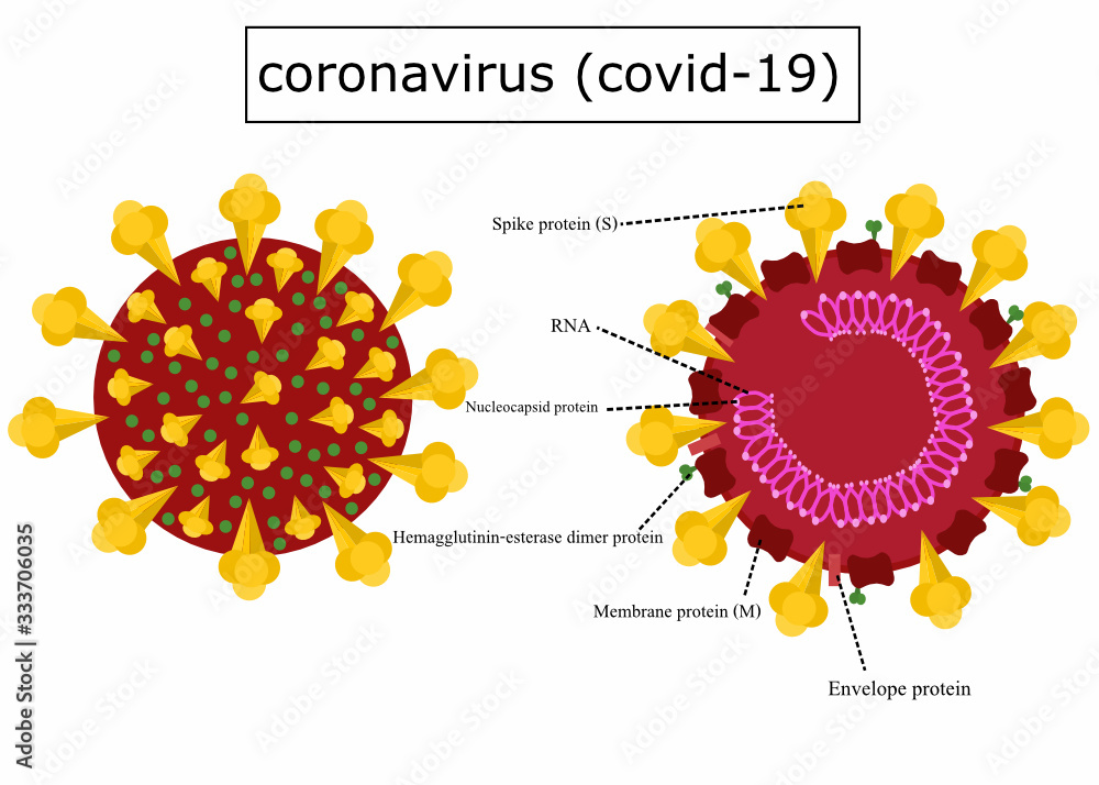 Coronavirus (Covid-19) structure.Anatomy of a virus. Stock Vector ...