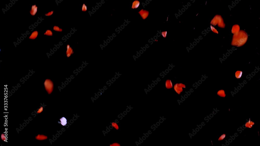 Falling Down Rose Petals on dark black background photo for wedding ...