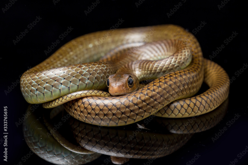 Ptyas korros, commonly known as the Chinese ratsnake or Indo-Chinese ...