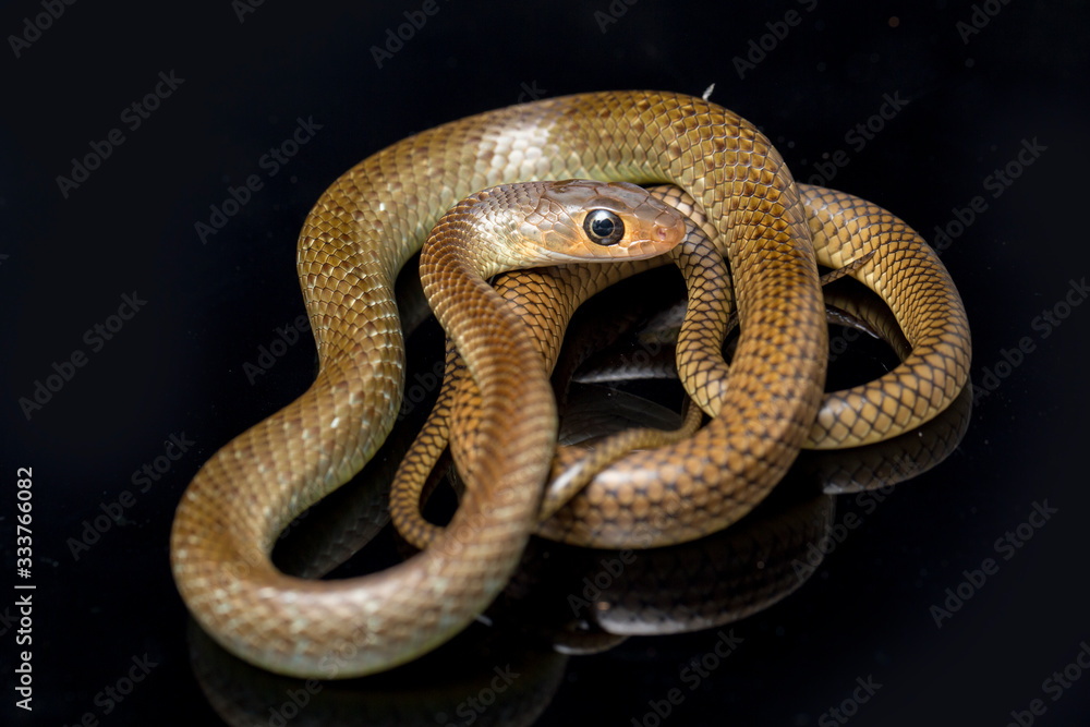 Ptyas korros, commonly known as the Chinese ratsnake or Indo-Chinese ...