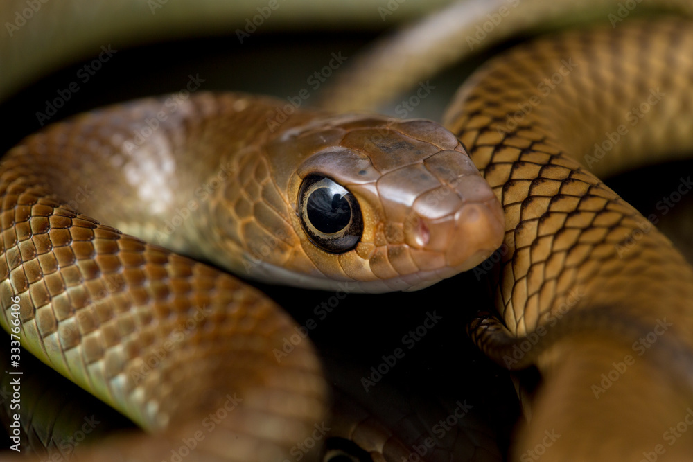 Ptyas korros, commonly known as the Chinese ratsnake or Indo-Chinese ...