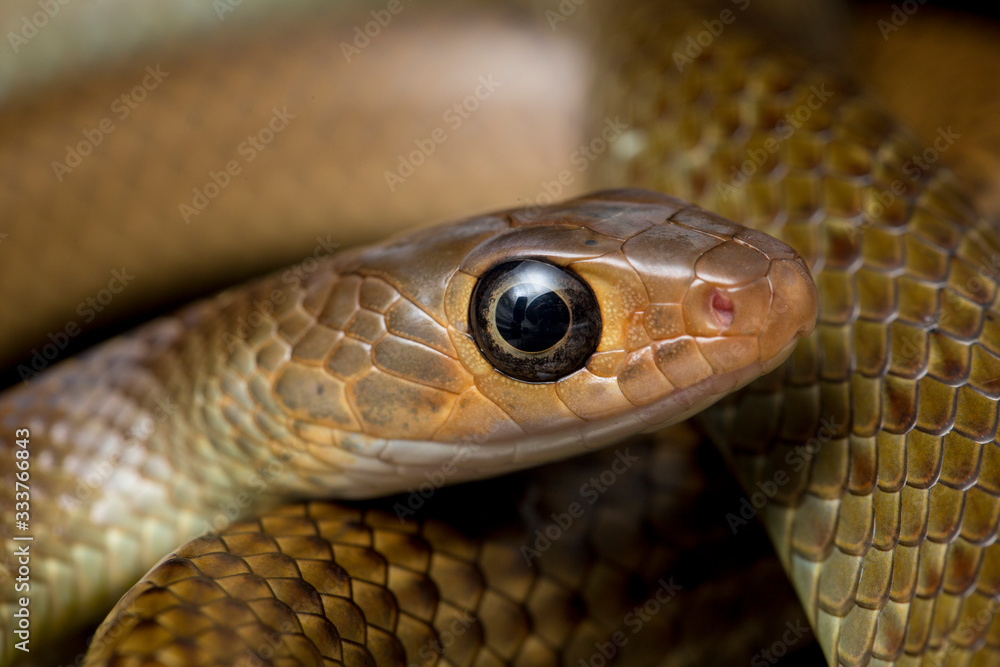 Ptyas korros, commonly known as the Chinese ratsnake or Indo-Chinese ...