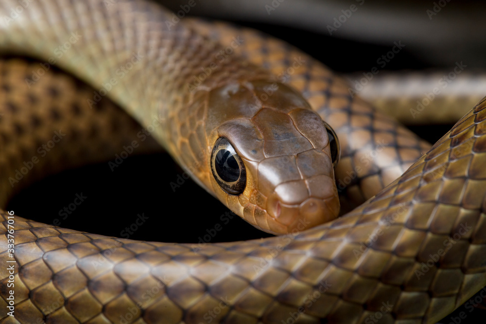 Ptyas korros, commonly known as the Chinese ratsnake or Indo-Chinese ...