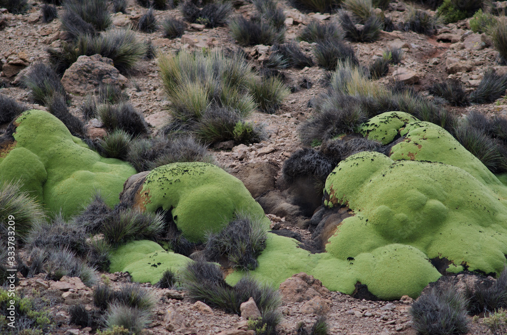 Yareta Azorella compacta in Lauca National Park. Stock Photo | Adobe Stock