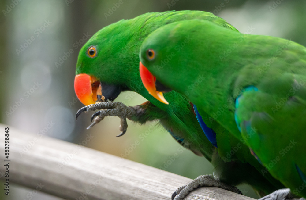 Edelpapagei Stock Photo | Adobe Stock