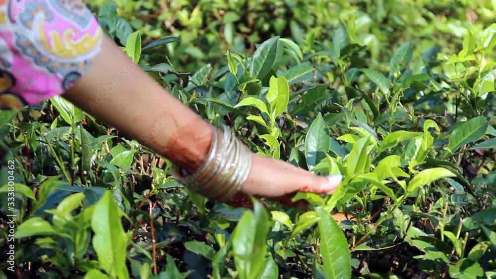 Women Hand finger picking up tea leaves at a tea plantation for product ...