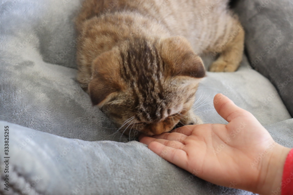 Brown, lazy, cute, smart CAT in routine everyday, Concept set for cat ...