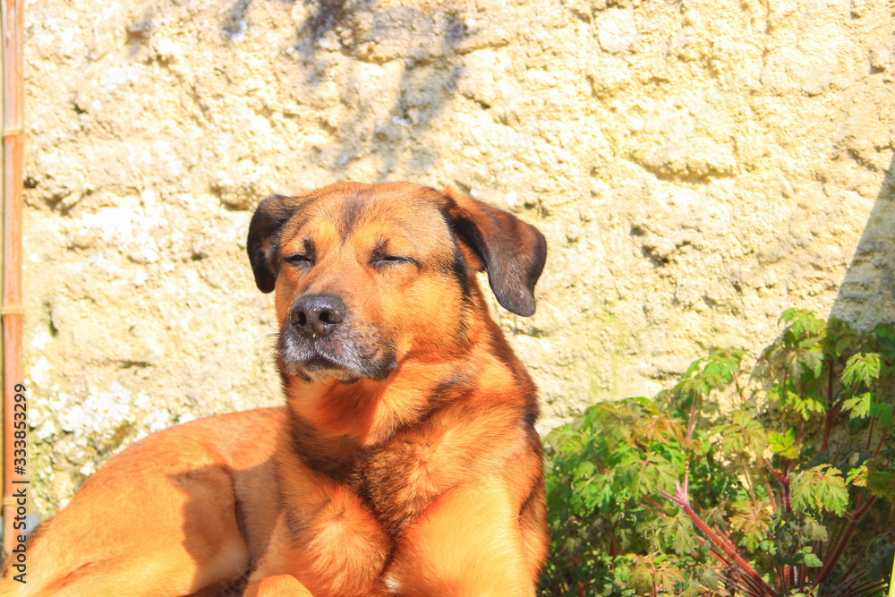 Beautiful brown dog lying on the ground. Head of a Malian shepherd ...