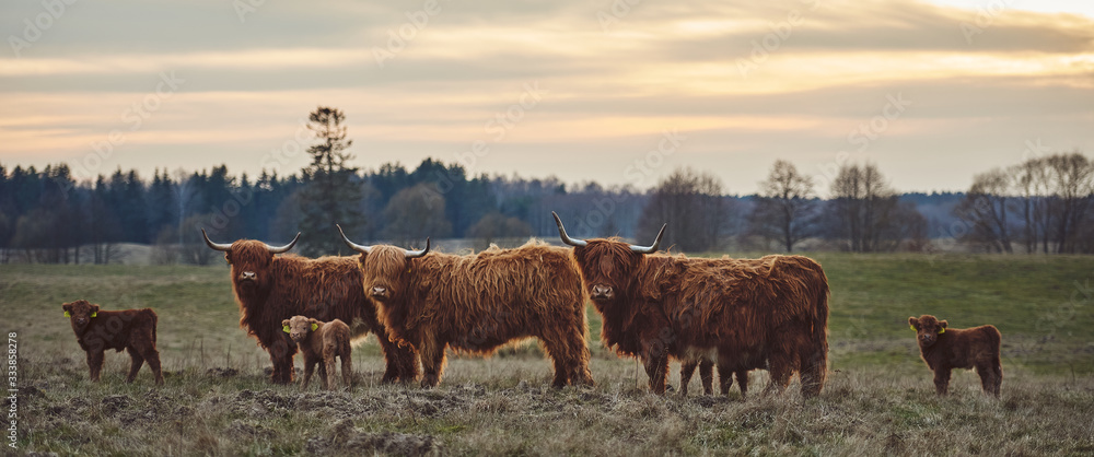 Herd of Highland beef Cows on Sunset. horizontal landscape Stock Photo ...