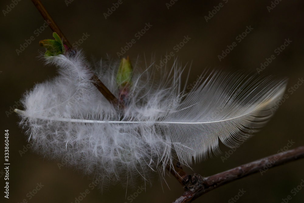 Feathers of a wild dove. Texture of feathers of a wild bird. Macro ...