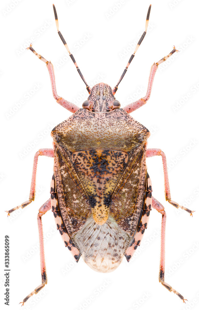 Rhaphigaster nebulosa or mottled shieldbug, is a species of stink bugs ...