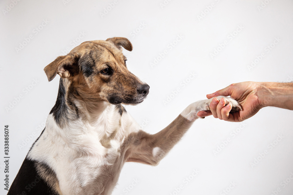 Dog paw and human hand doing a handshake Stock Photo | Adobe Stock