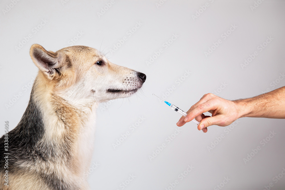 dog vaccination with a syringe on gray background Stock Photo | Adobe Stock