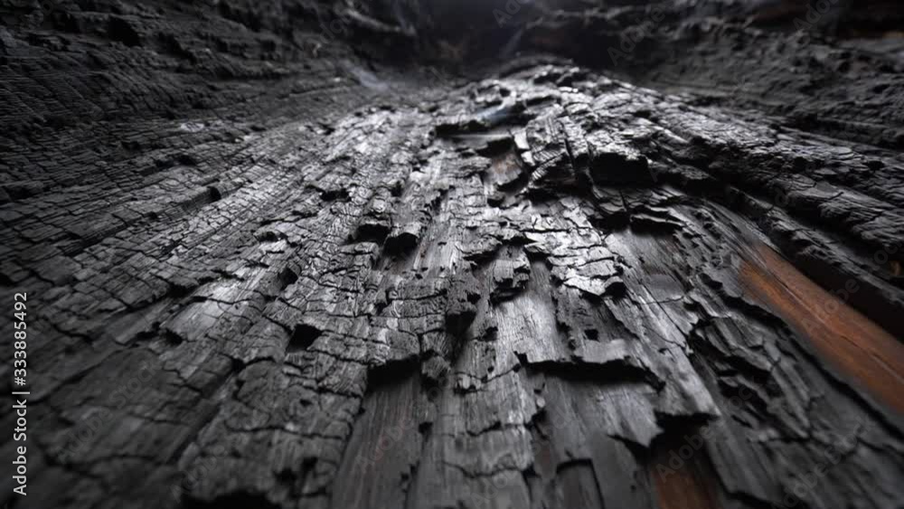 Burnt tree bark. Camera moves along charred sequoia tree in sequoia ...