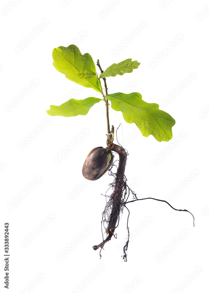 Sprout a young oak tree on white background. Acorn with roots and ...
