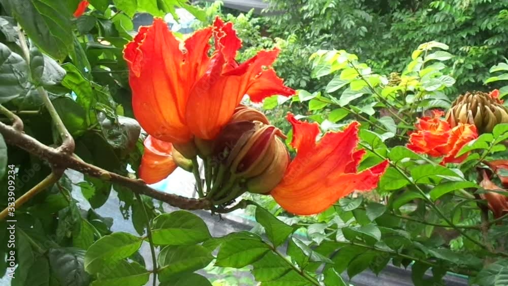 Vidéo Stock Spathodea campanulata (Kiacret, African tulip, fountain ...