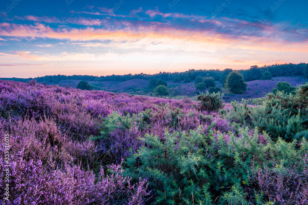 Foto de Posbank national park Veluwezoom, blooming Heather fields ...