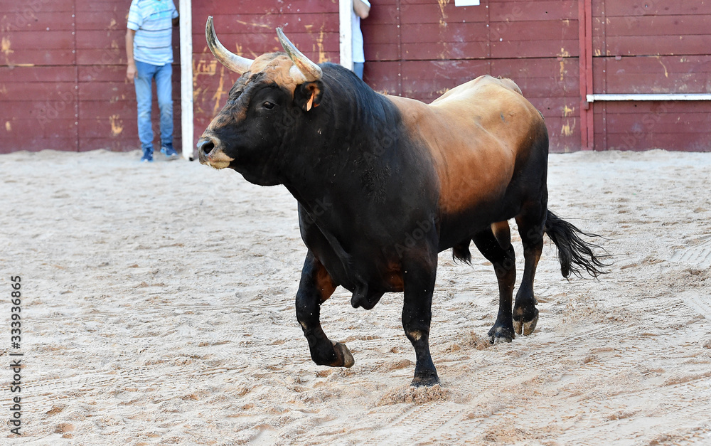 un toro bravo español con grandes cuernos en una plaza de toros en un ...