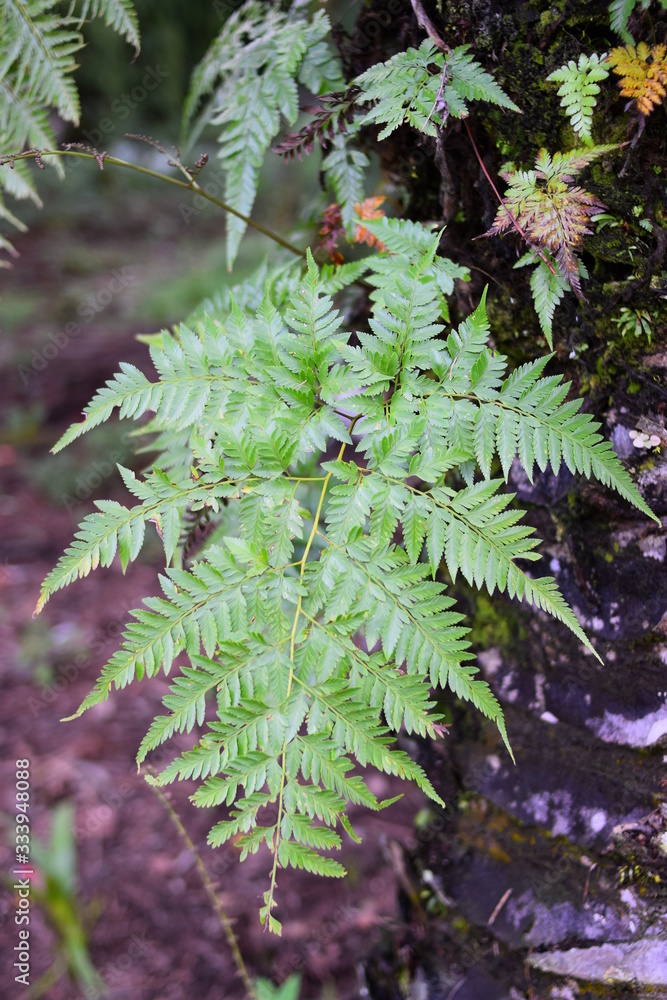parasites attached to the palm oil Stock Photo | Adobe Stock
