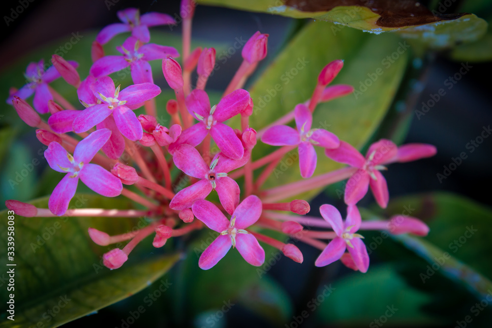 Fotka „Beautiful view of Ixora coccinea flowering plant. Also known as ...