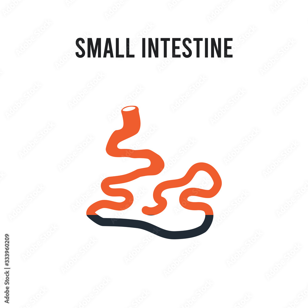 Small Intestine vector icon on white background. Red and black colored ...