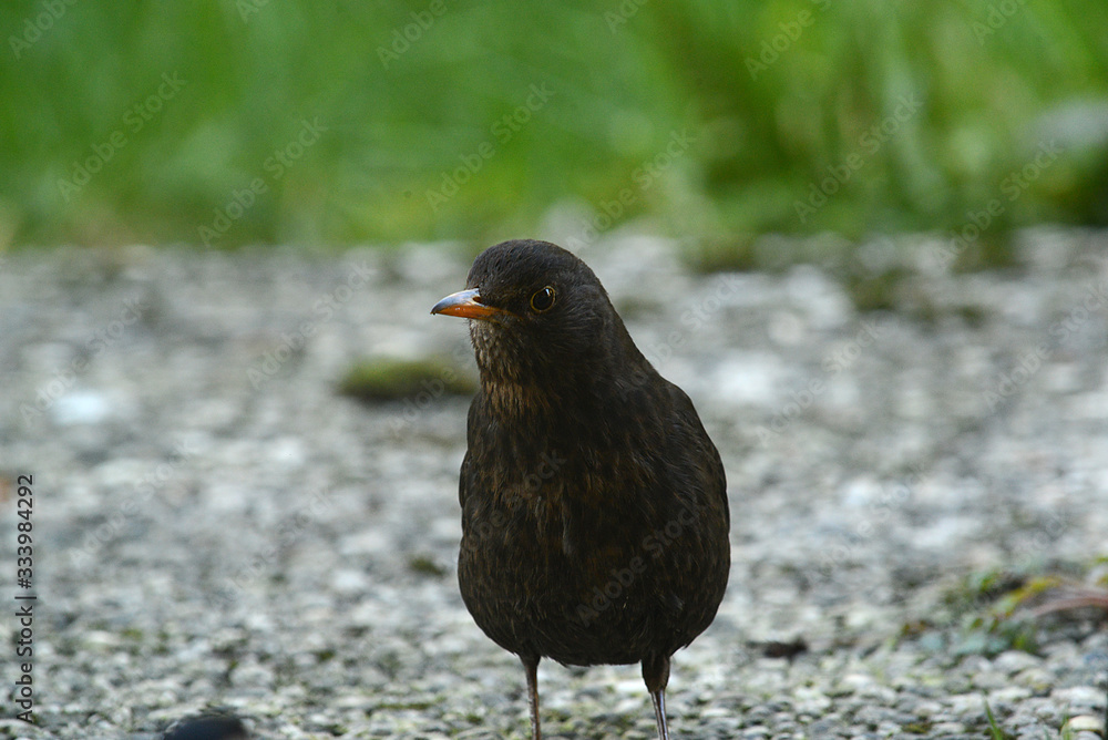 Amsel Stock Photo | Adobe Stock