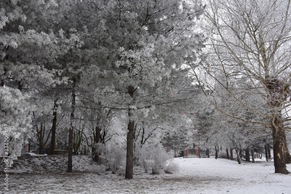 Iced branches of trees and shrubs. A thin layer of snow on the ground ...