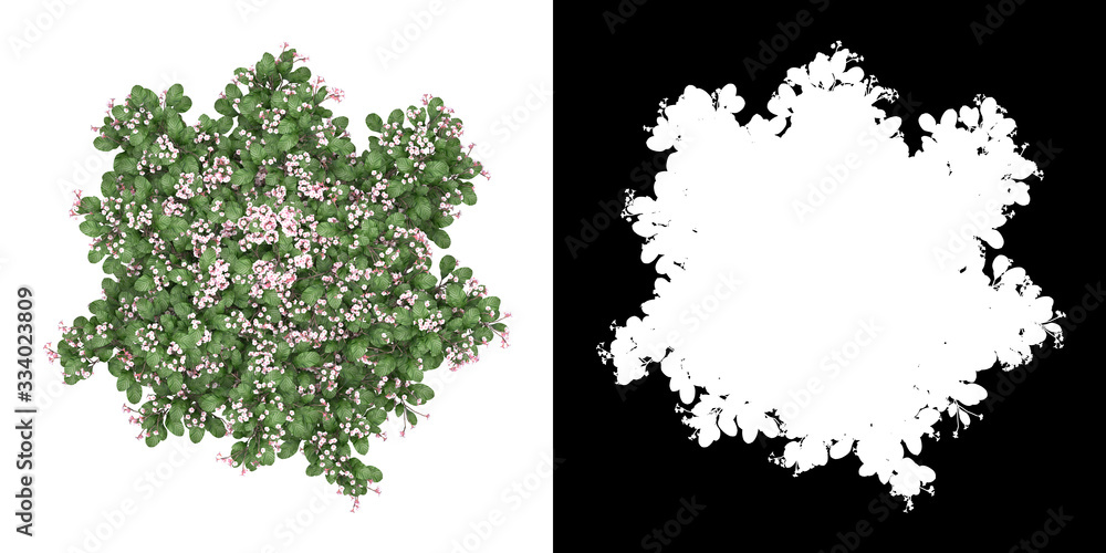 Top view of tree (Catharantus Rosea) png with alpha channel to cutout ...