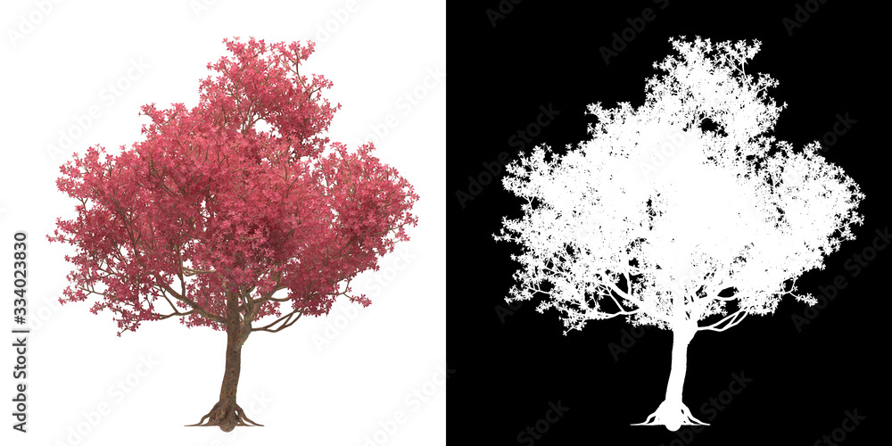 Front view of tree (Chorisia Speciosa) png with alpha channel to cutout ...