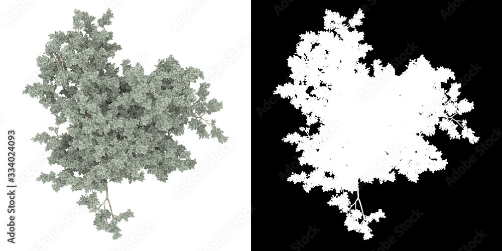 Top view of tree (Conocarpus Erectus) png with alpha channel to cutout ...