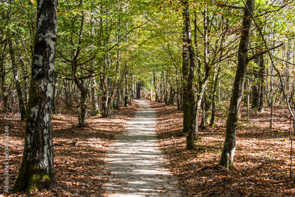 Chemin en forêt Stock Photo | Adobe Stock